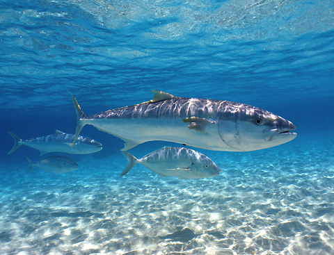 Clearwater Rotary Club’s Annual Kingfish Tournament | Tampa Bay ...